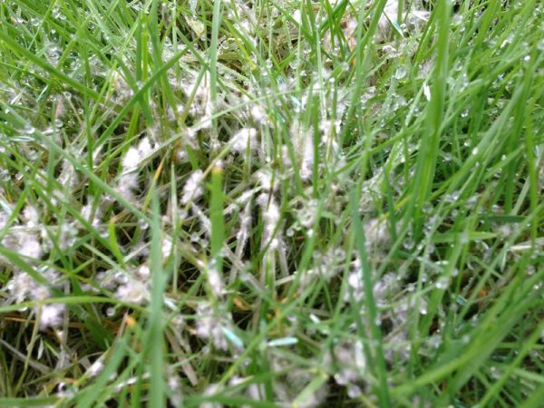 Fusarium – Green Man Lawn Care