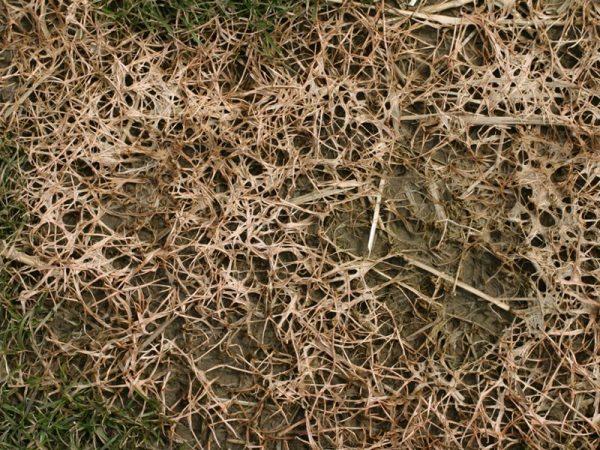 Fusarium – Green Man Lawn Care