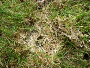 Fusarium – Green Man Lawn Care