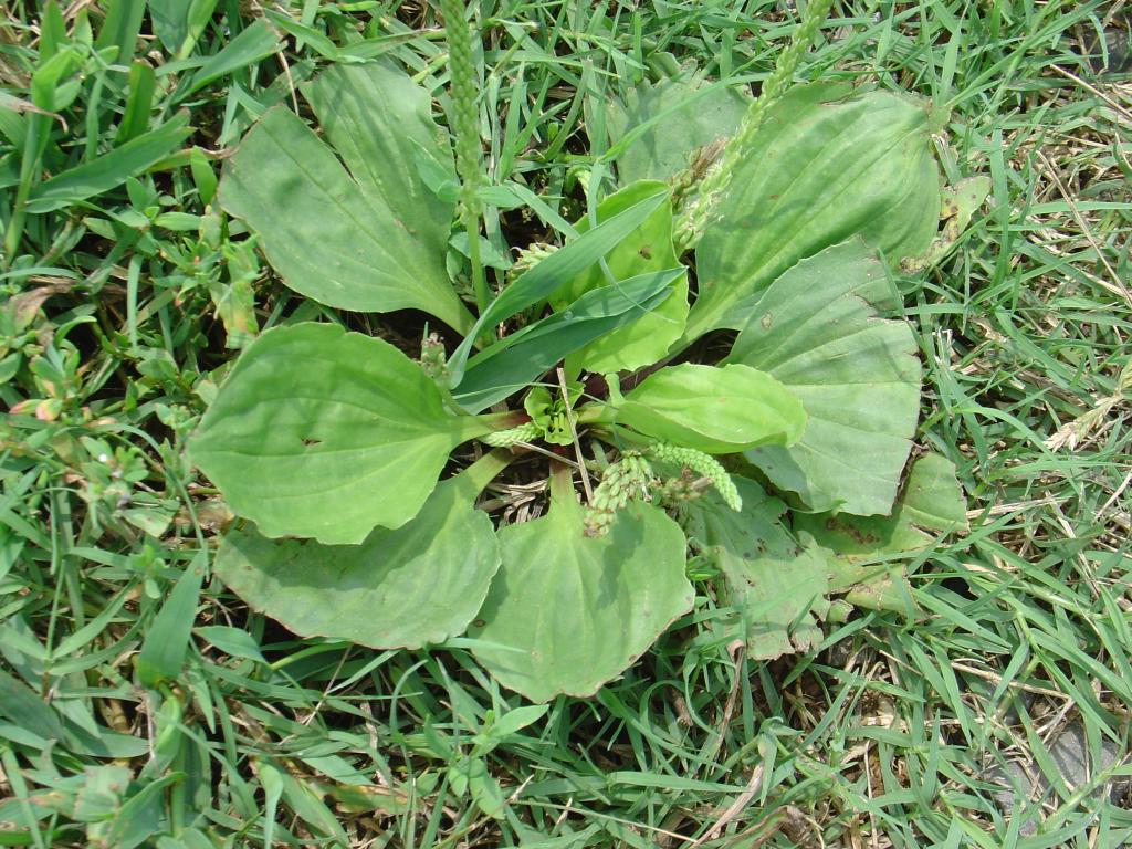 Weeds – Green Man Lawn Care
