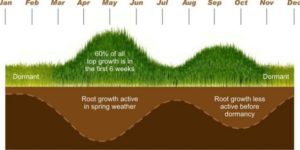 When does the grass plant grow? – Green Man Lawn Care