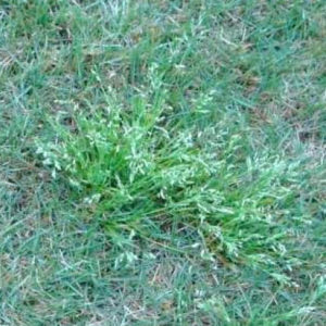 Invasive Grasses – Green Man Lawn Care