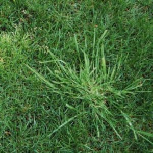 Invasive Grasses – Green Man Lawn Care