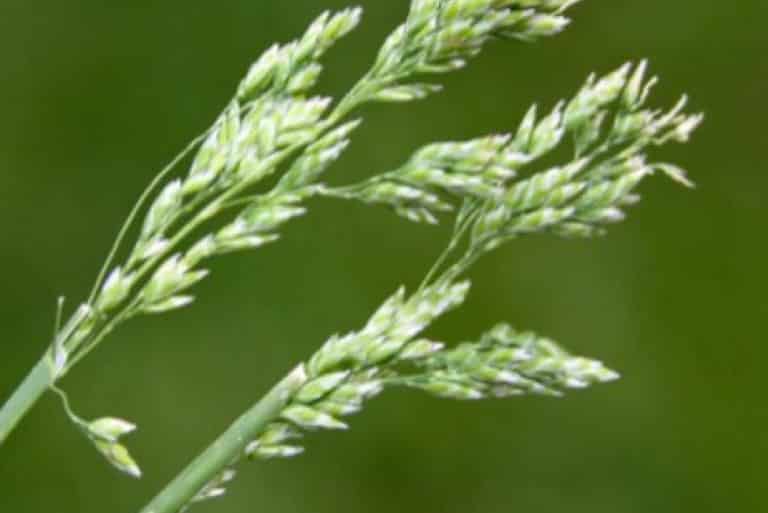 Inflorescence – Green Man Lawn Care