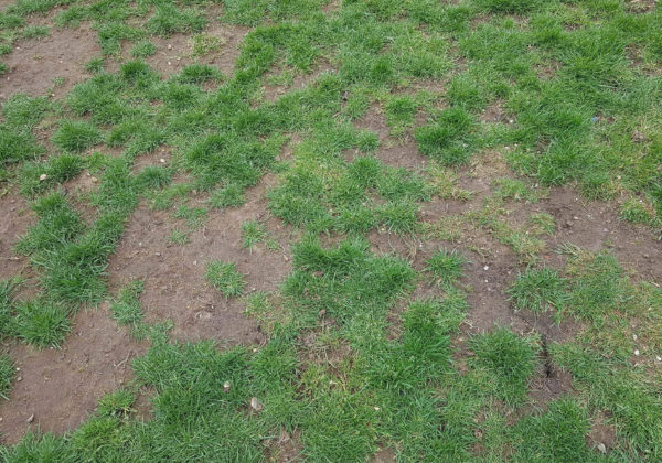 Soil Compaction – Green Man Lawn Care