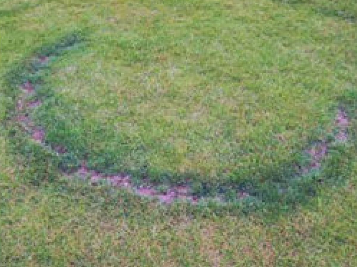 Fairy Ring – Green Man Lawn Care