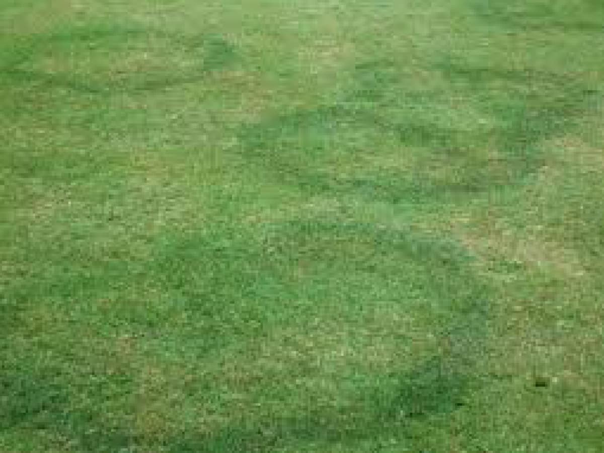 Fairy Ring – Green Man Lawn Care