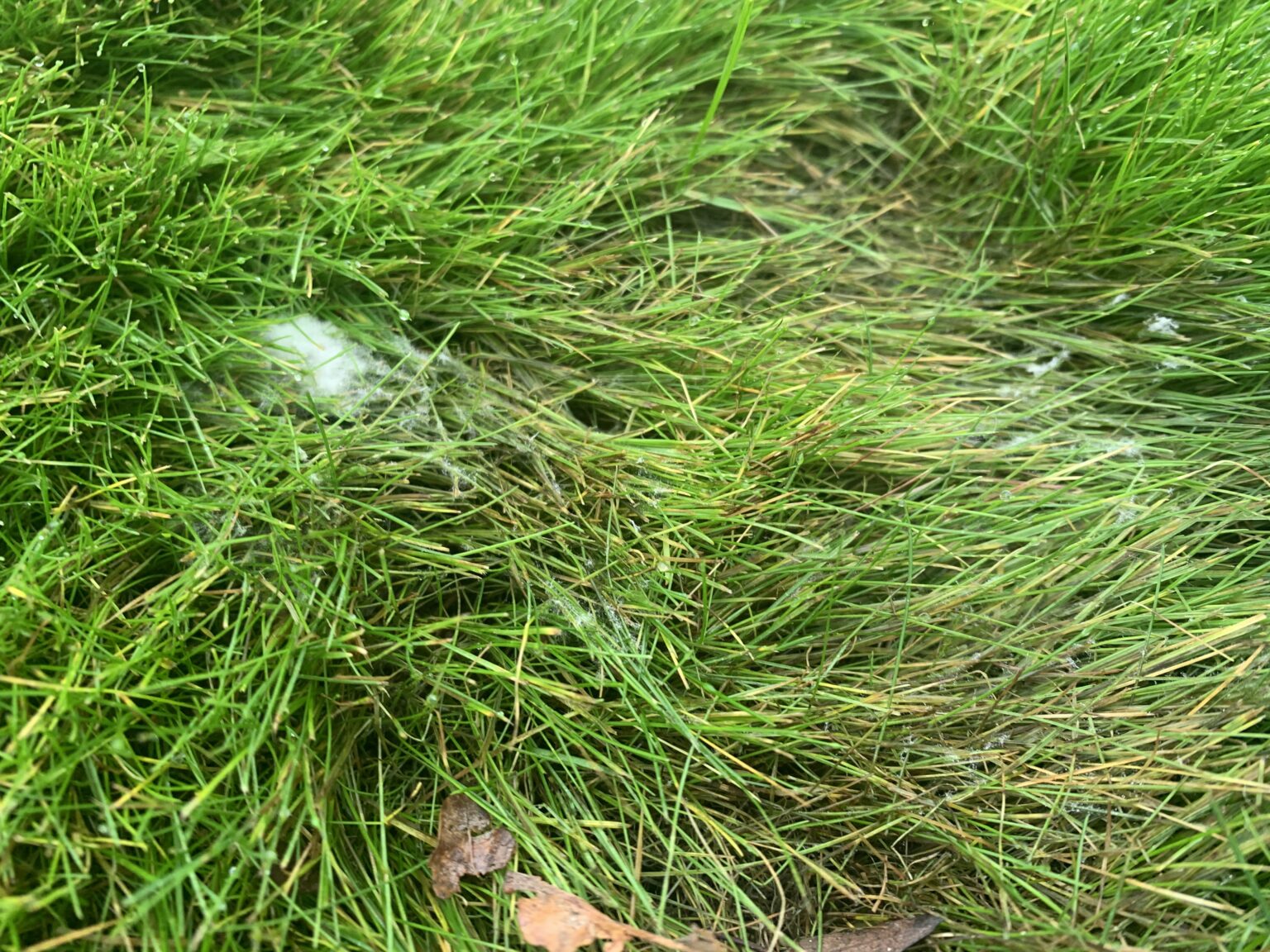 Fusarium – Green Man Lawn Care